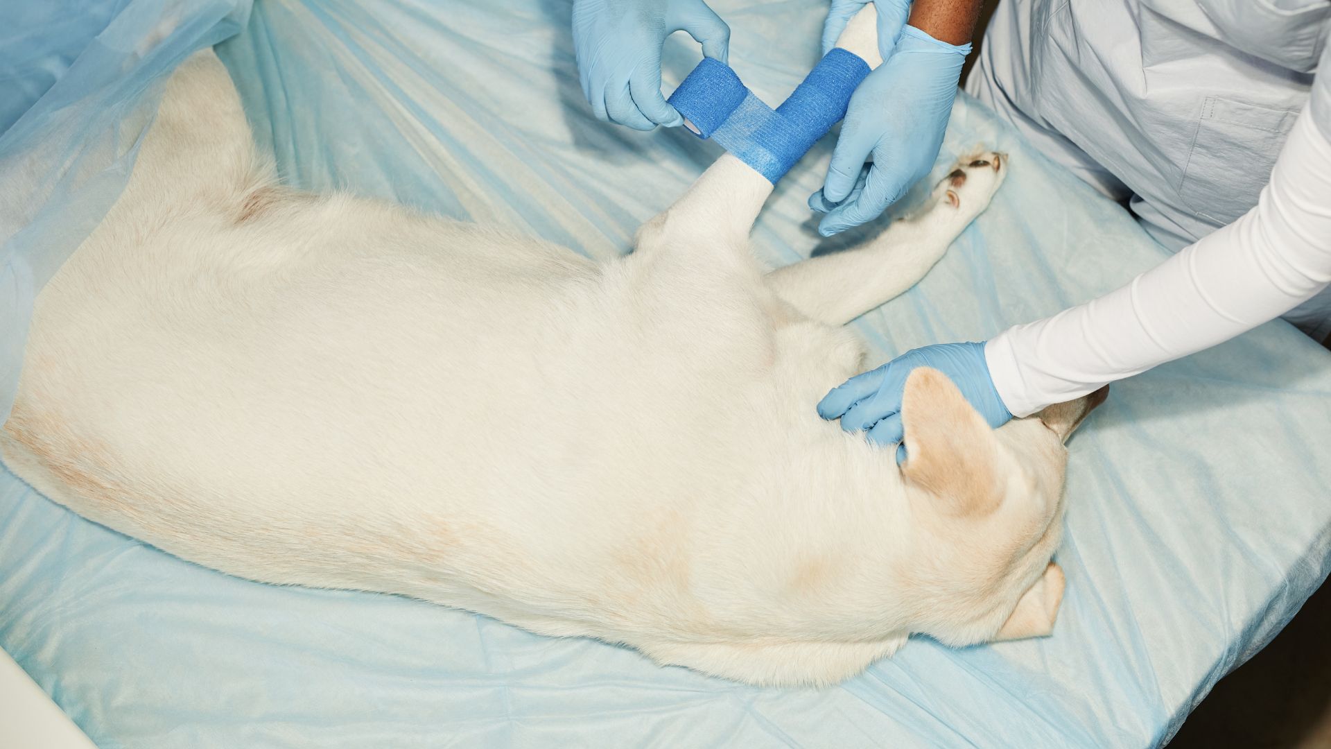 Pet Major Trauma Surgery In Lynchburg, VA 24501 | Animal Emergency ...