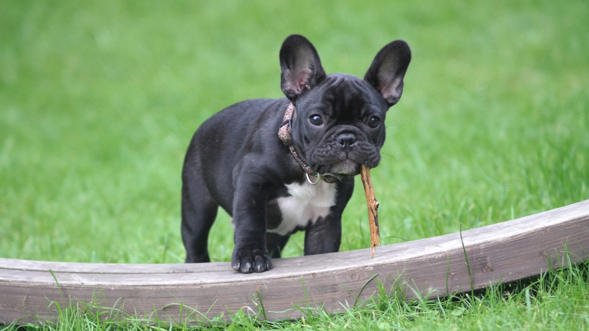 Veterinary Referral Form | Animal Emergency & Critical Care Of Lynchburg